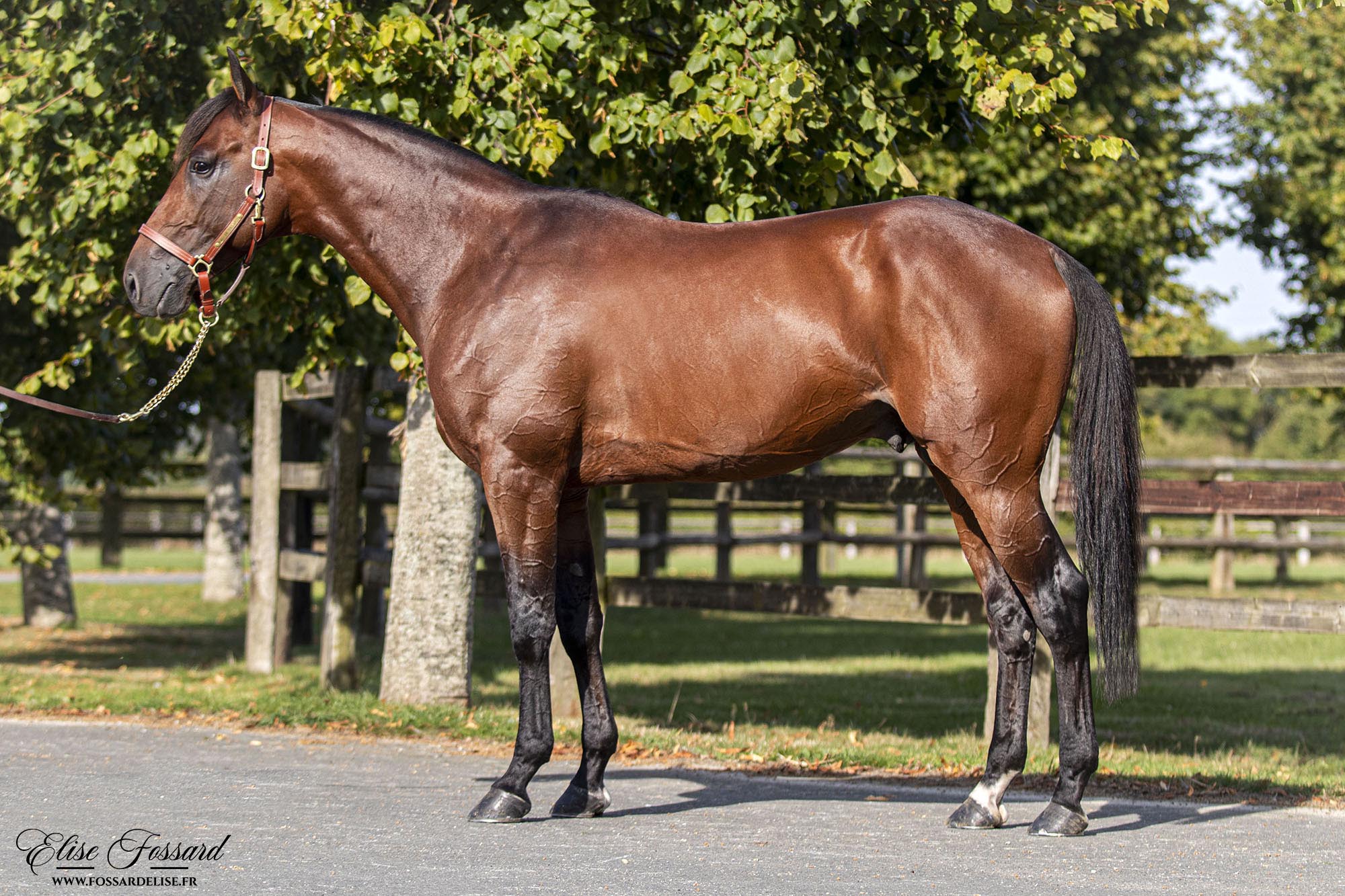 Idao de Tillard - Flevofarm